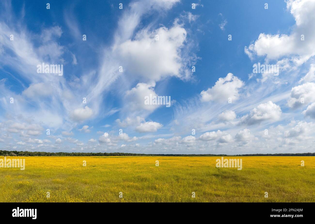 Coreopsis or Tickseed wildflowers in the Big Flats area of Myakka River ...