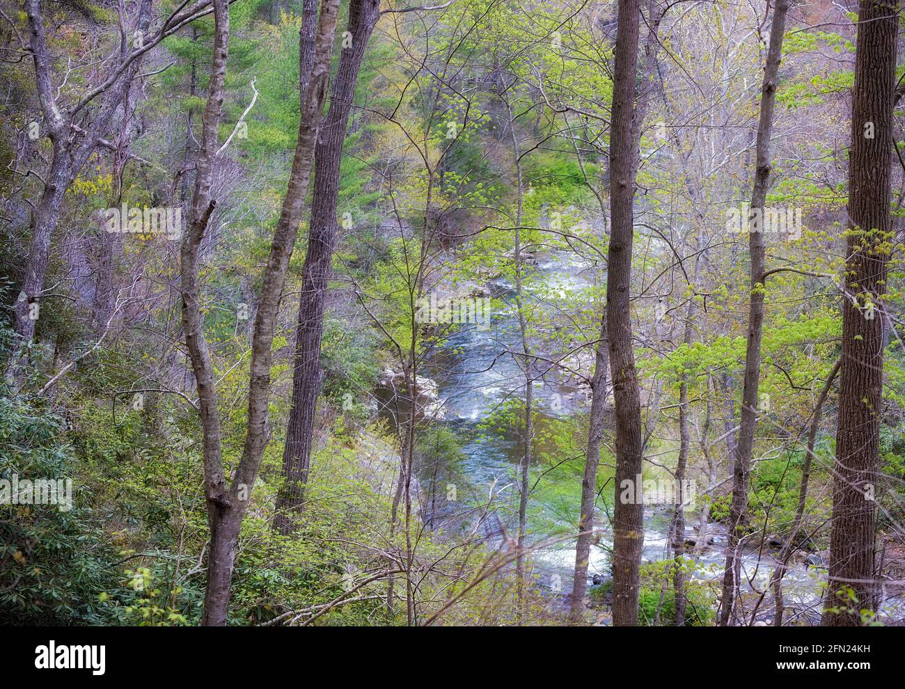 Early spring colors in a hard wood forest while hiking in Doe River ...