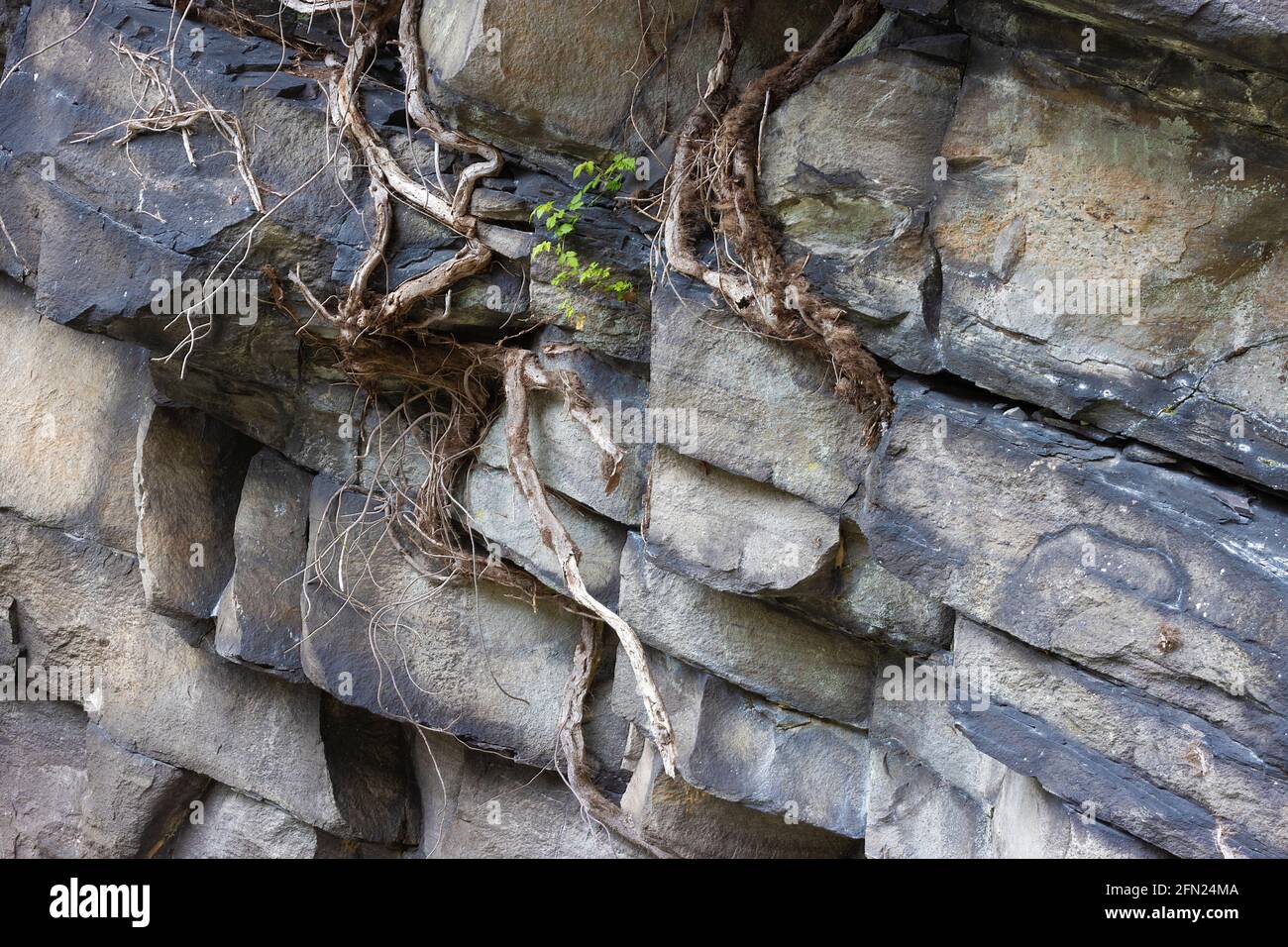 Eastern poison Ivy can be seen growing on a rocky cliff while hiking in ...
