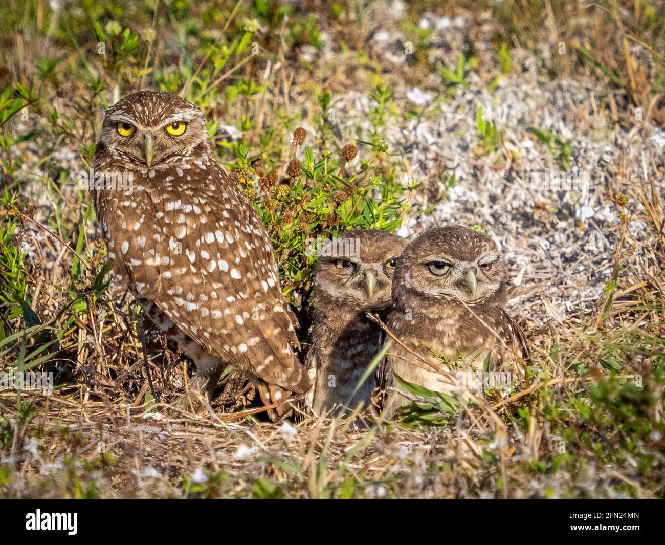 Group three hi-res stock photography and images - Alamy