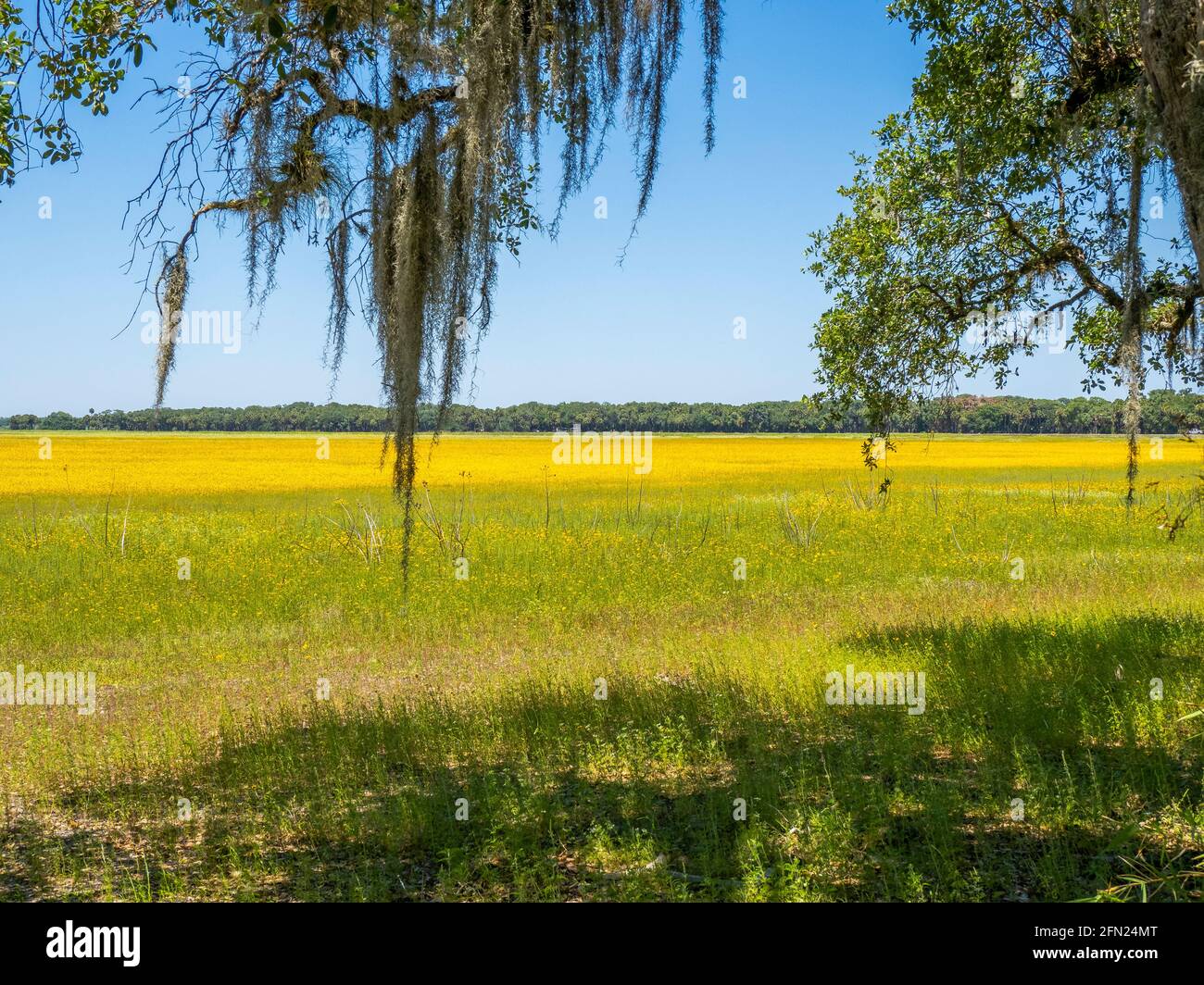 Field of yellow Coreopsis or Tickseed in Myakka River State Park in ...