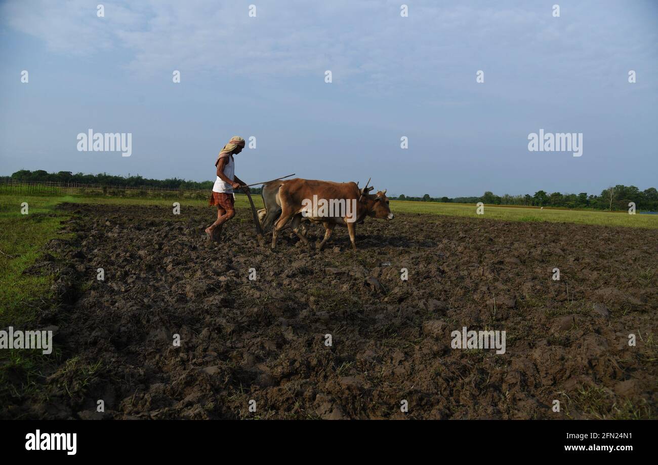 Rice Cultivation Assam High Resolution Stock Photography and Images - Alamy