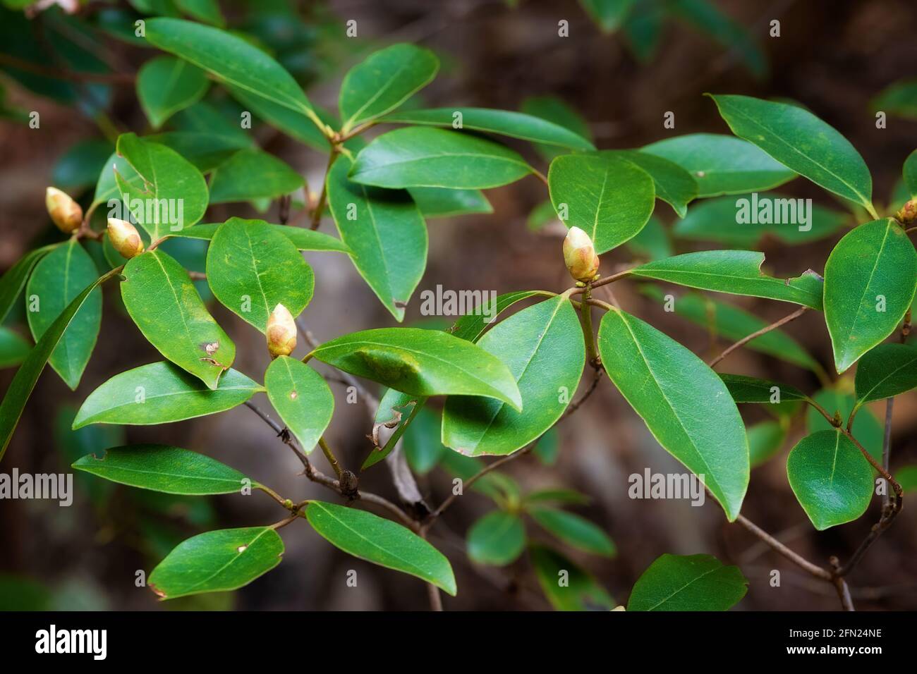 Close up of a wild rhododendron bush with flower buds seen while hiking ...