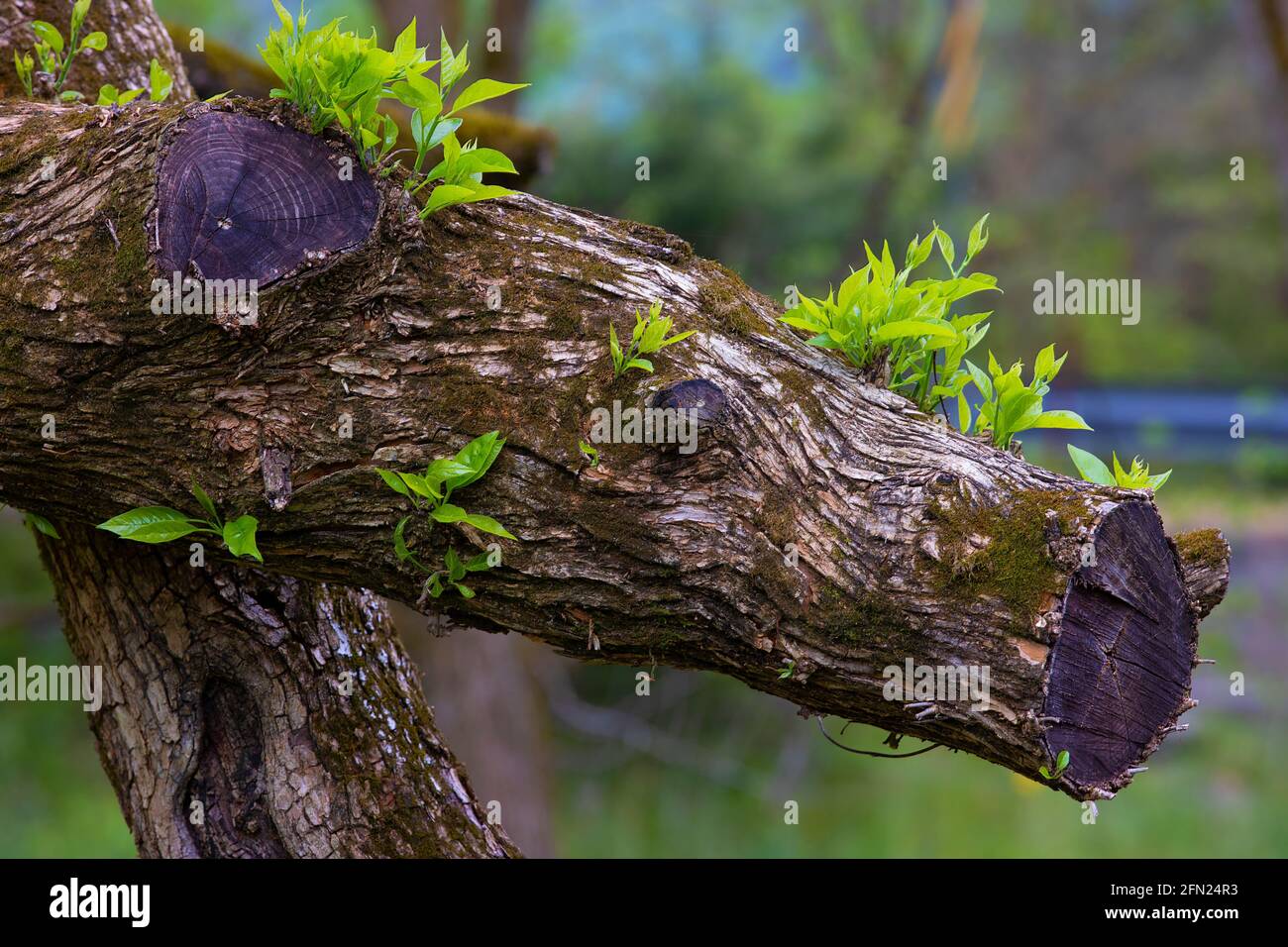 New growth sprouts on a large tree branch Stock Photo - Alamy