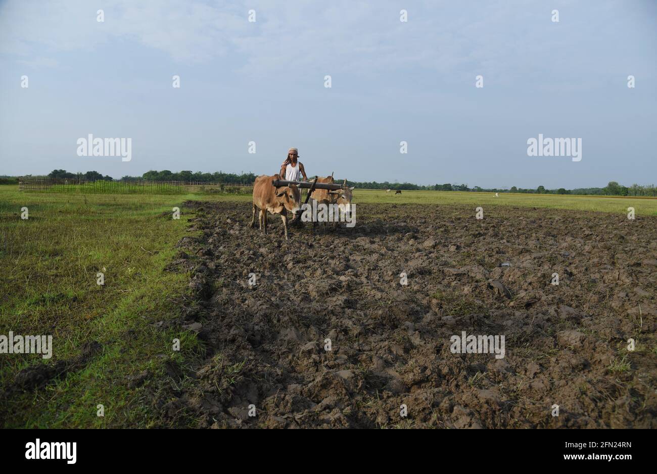 Rice Cultivation Assam High Resolution Stock Photography and Images - Alamy