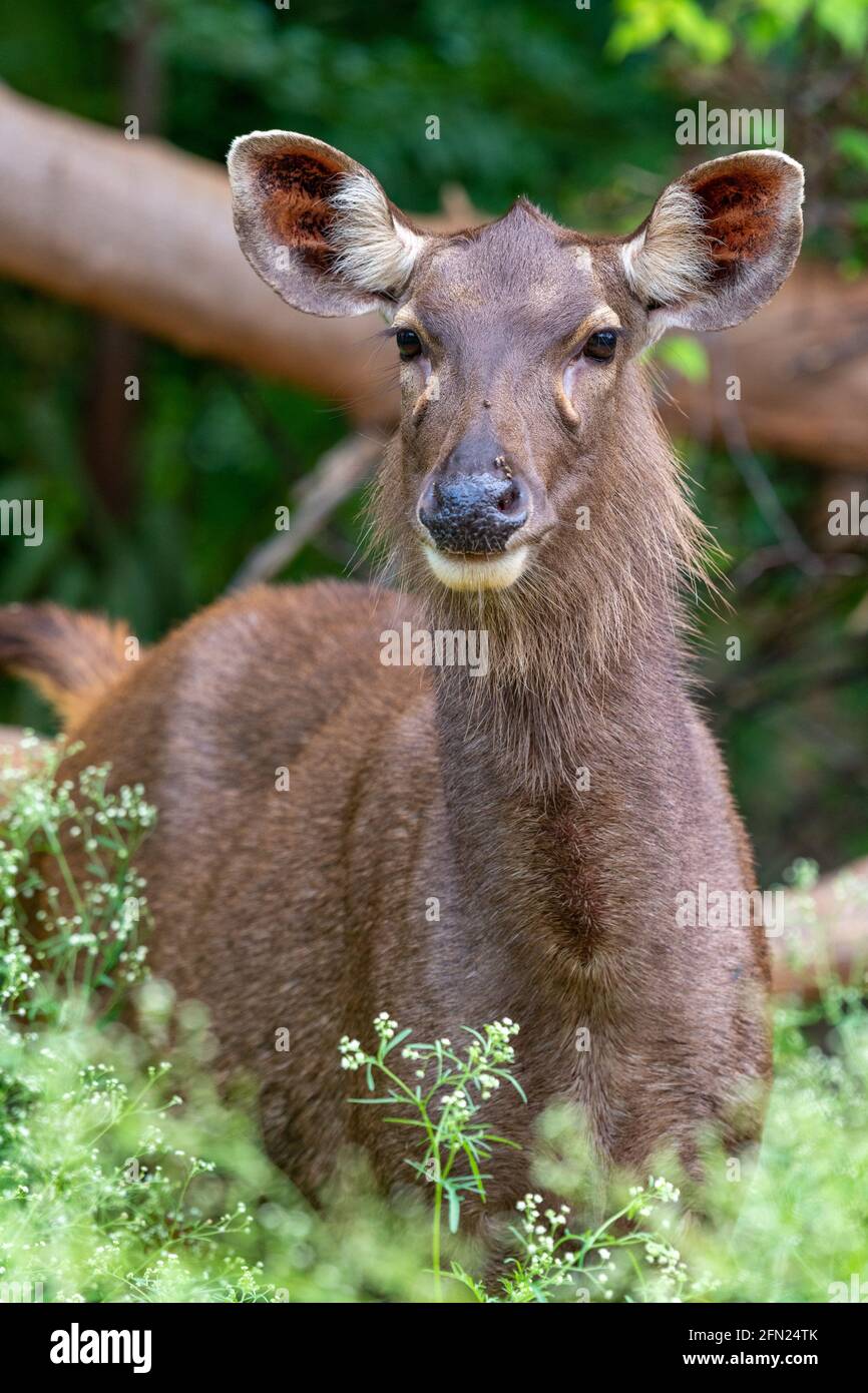 Hornless deer hi-res stock photography and images - Alamy
