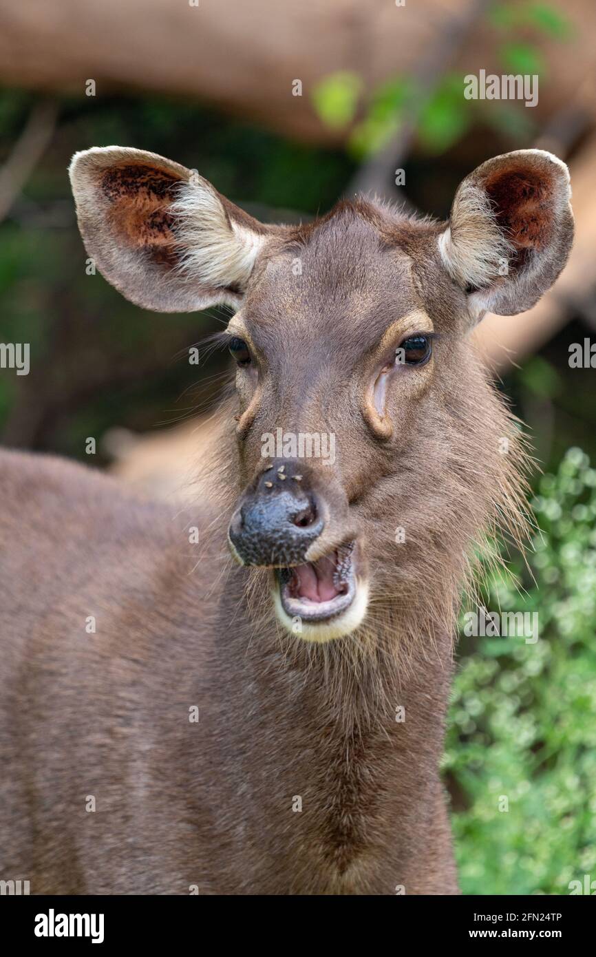 Hornless hi-res stock photography and images - Alamy