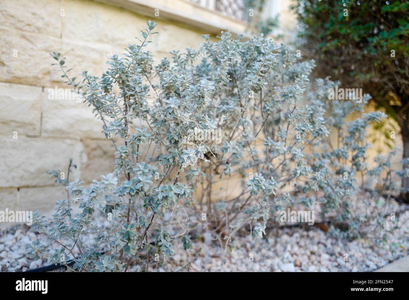 Sagebrush In Bloom High Resolution Stock Photography and Images - Alamy