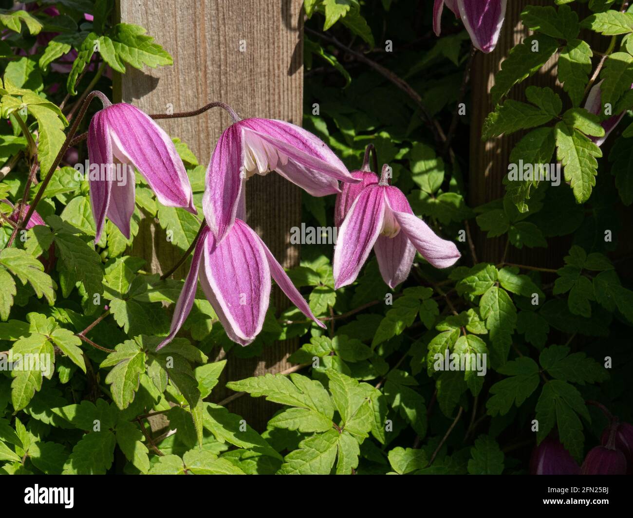 The nodding pink and white flowers of Clematis alpina 'Jacqueline du ...