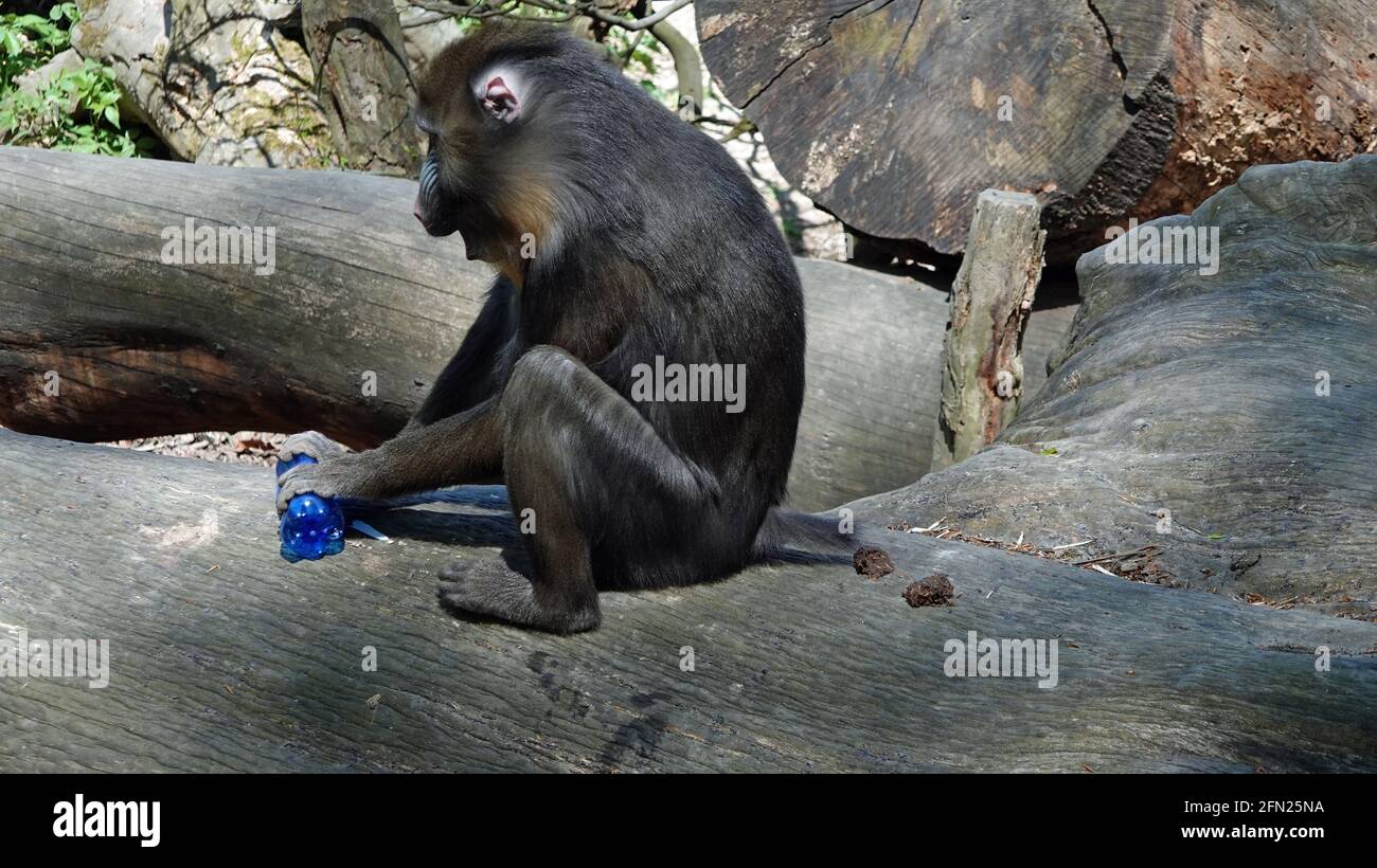 Mandrill laughs sitting on a tree trunk and holding a plastic bottle ...