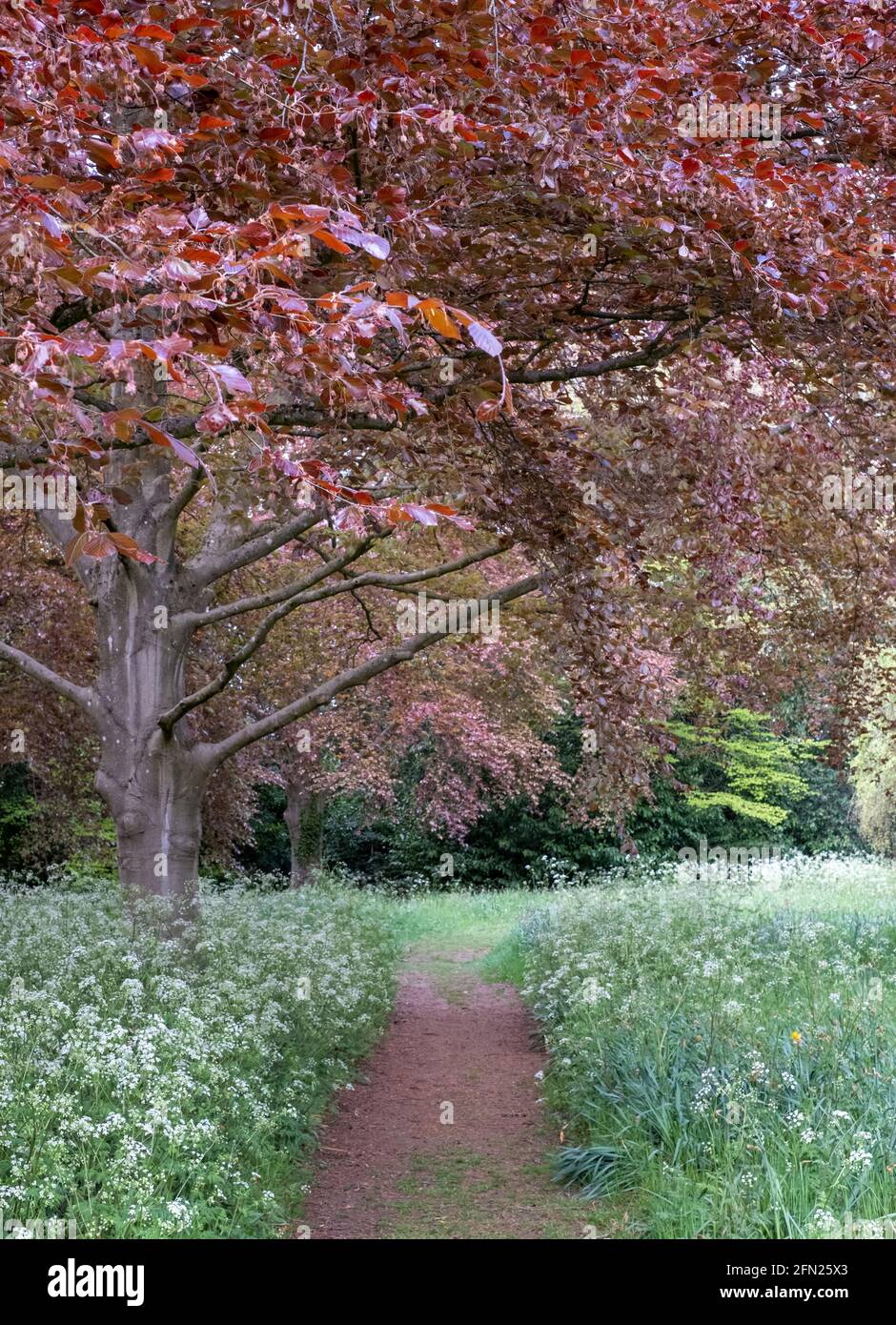 Trees with red leaves growing along a footpath with tall white ...