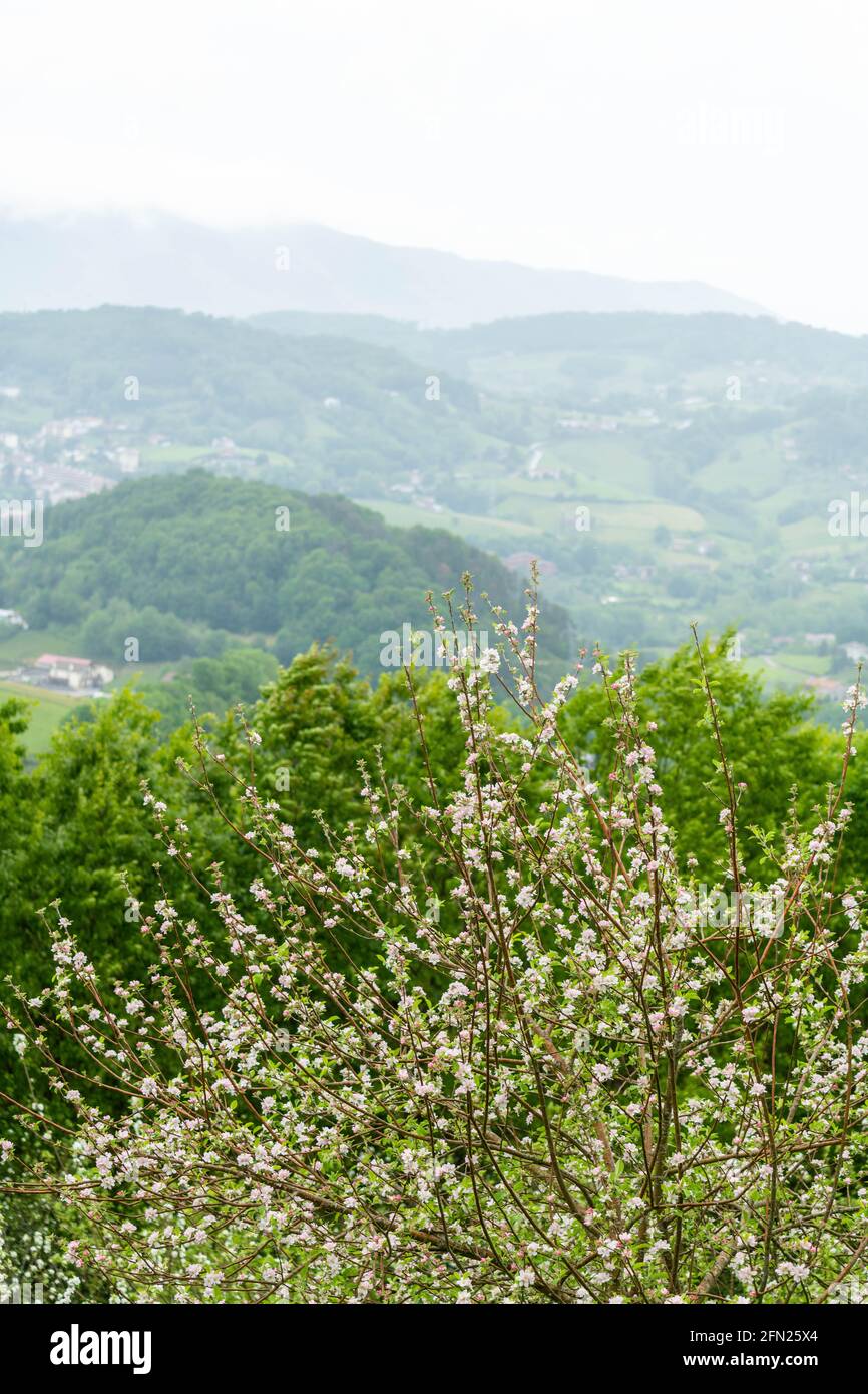 Apple orchid hi-res stock photography and images - Alamy
