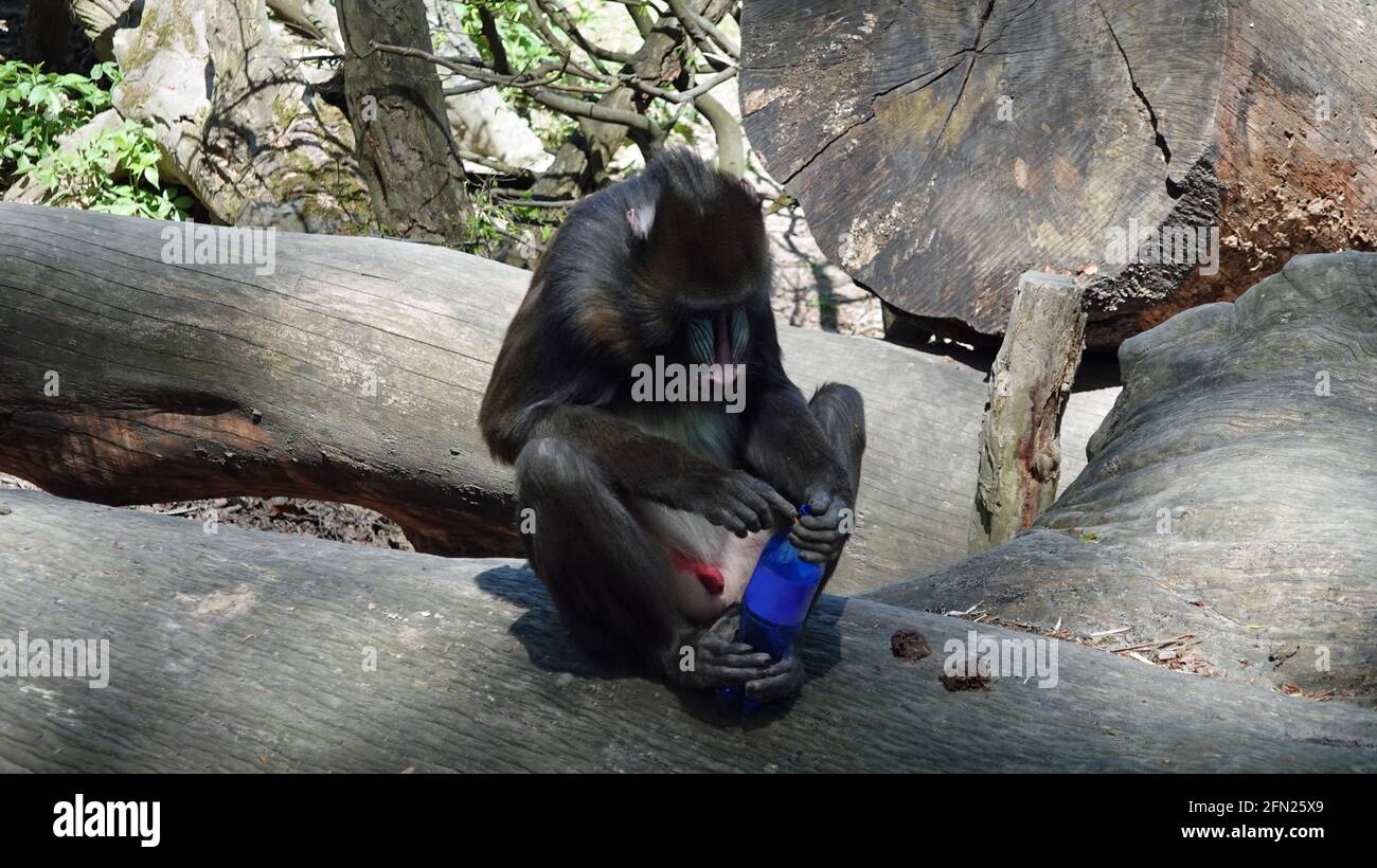Mandrill sitting mandrillus sphinx hi-res stock photography and images ...