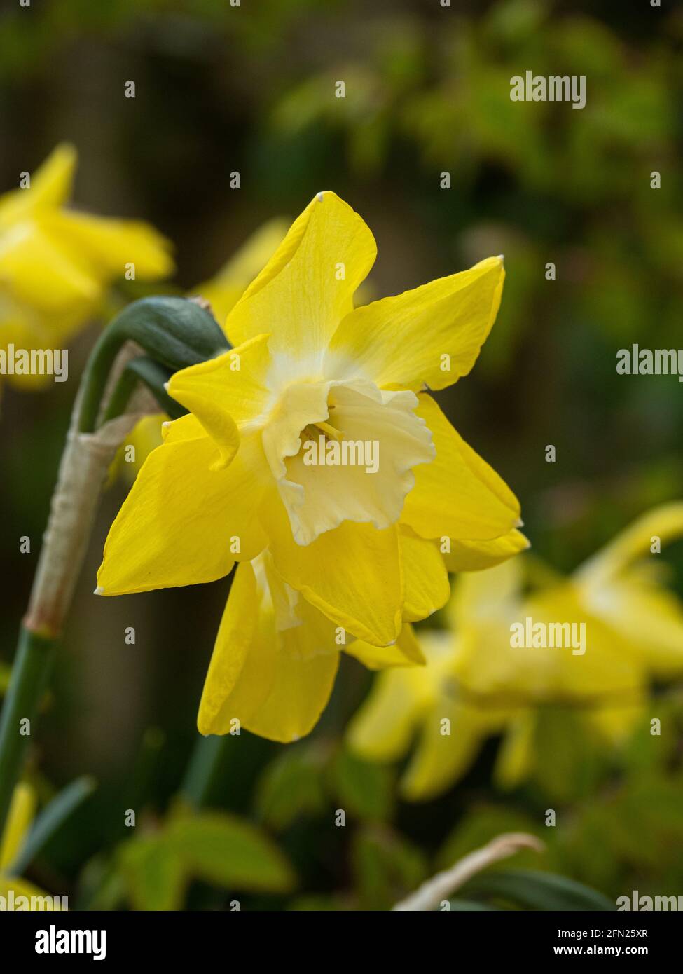 A close up of a flower of multi-headed yellow and white Narcissus Pipit ...
