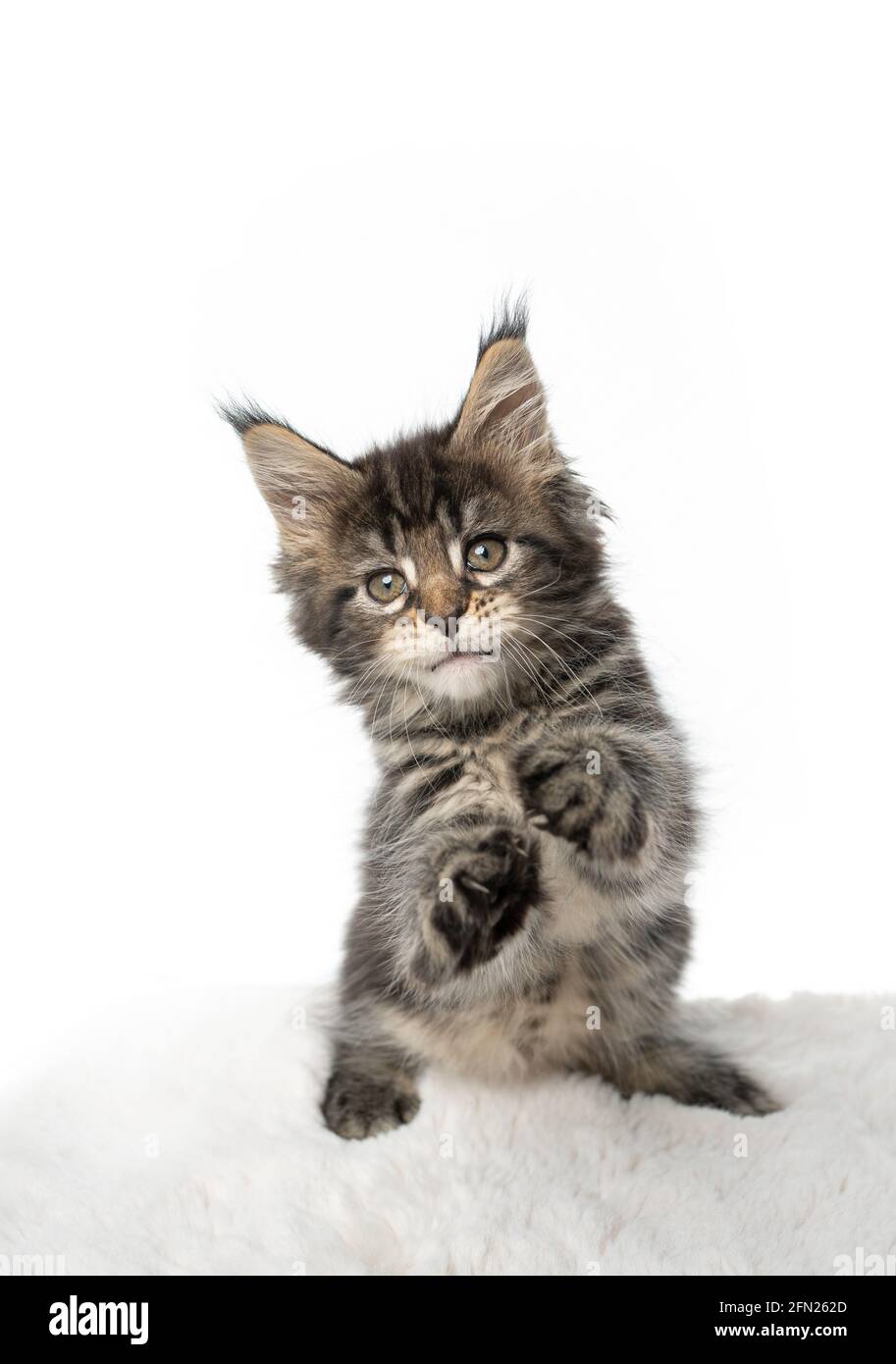 cute and funny black tabby maine coon kitten rearing up standing on ...