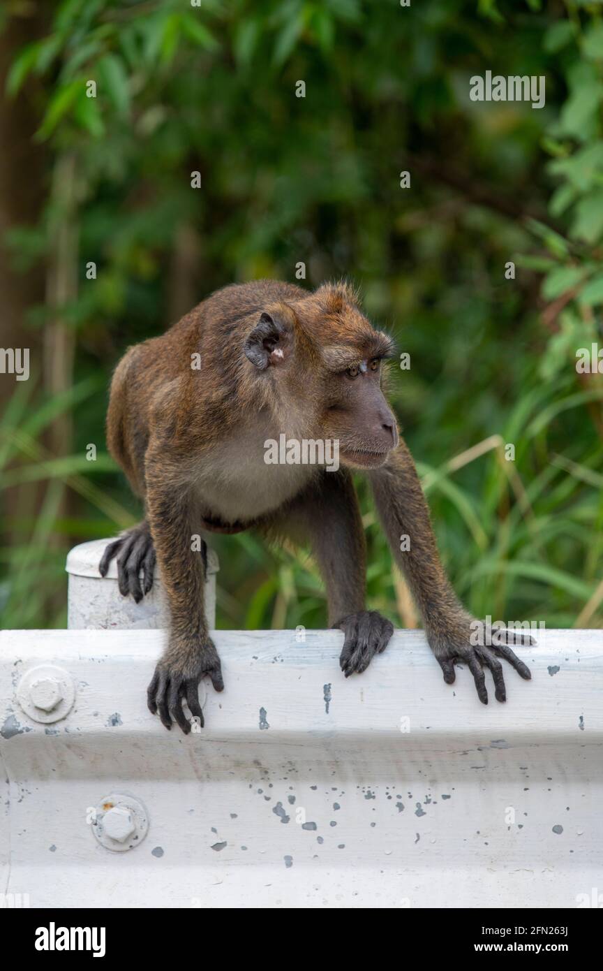 Philippine long-tailed Macaque in Bundok Palay, Luzon, Philippines ...