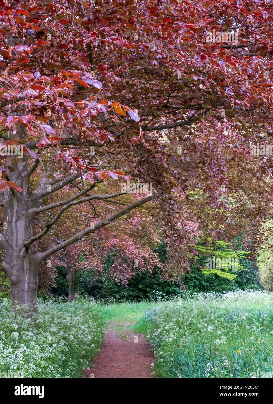 Trees with red leaves growing along a footpath with tall white ...