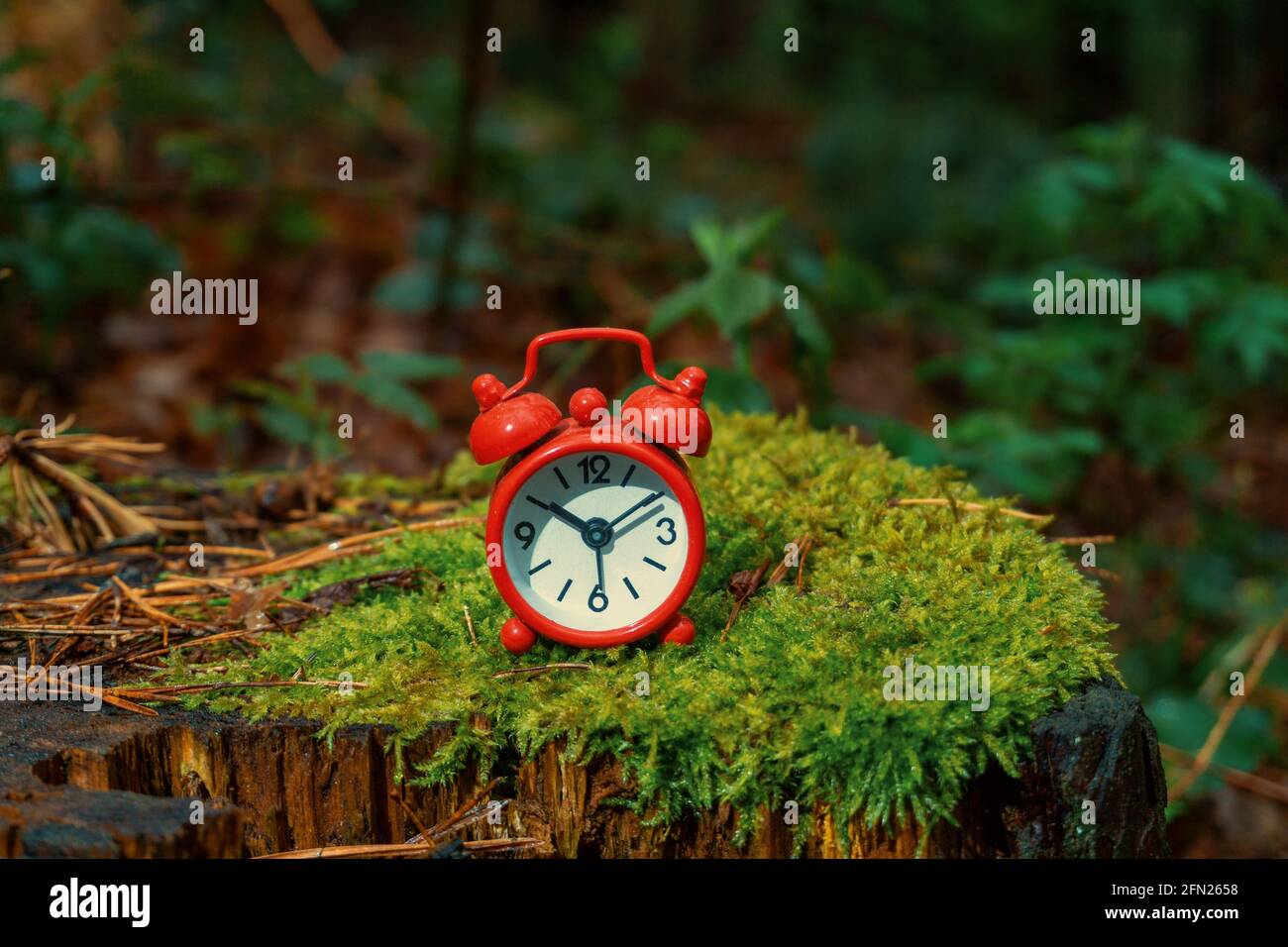 Small red alarm clock on a forest stump. Alarm clock in the forest on ...