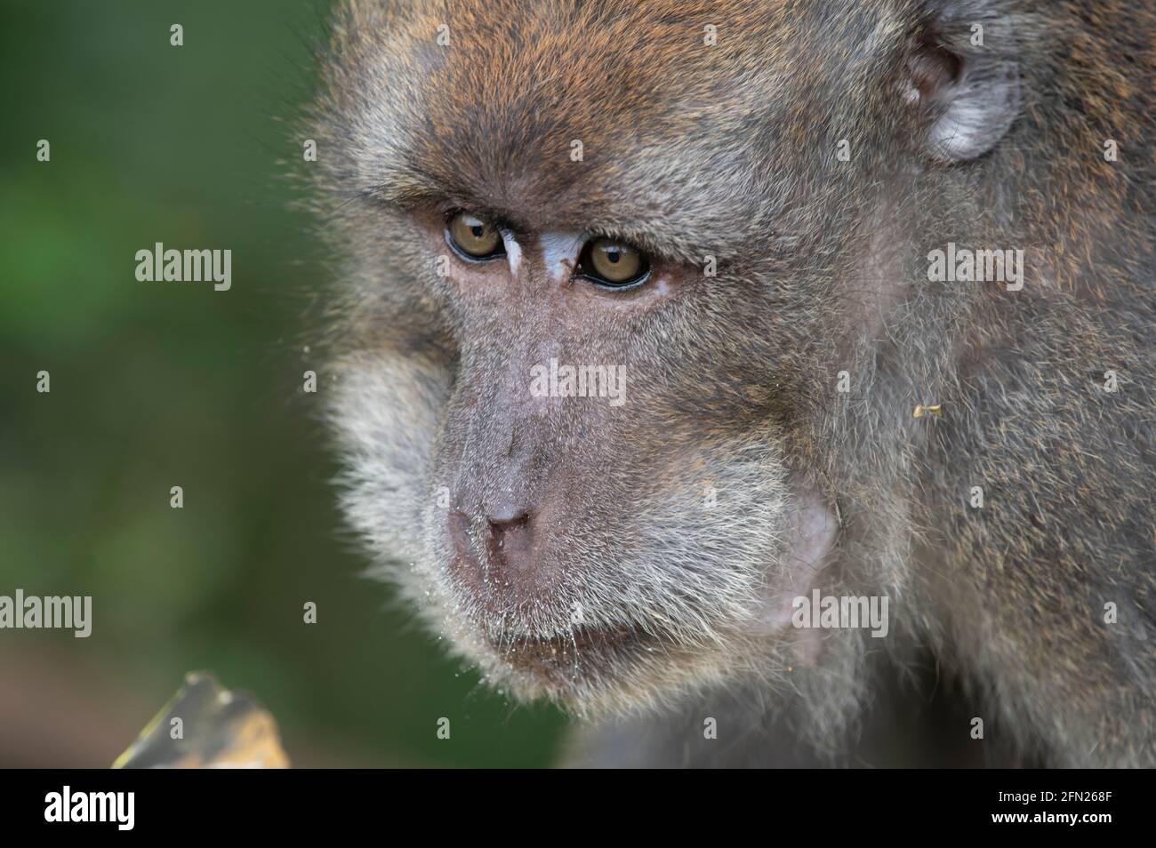 Philippine long-tailed Macaque in Bundok Palay, Luzon, Philippines ...