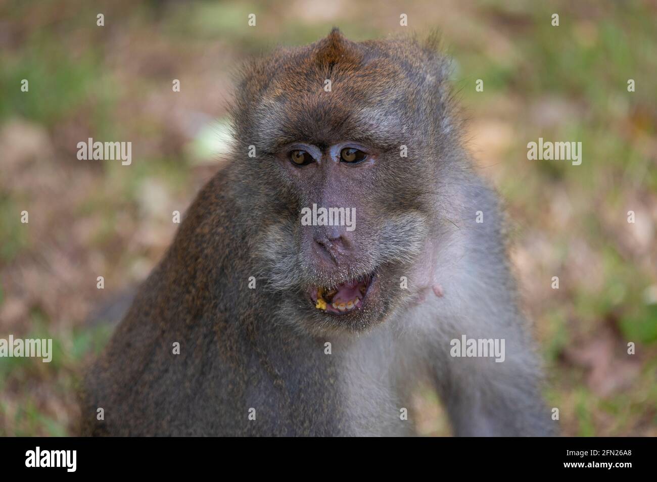 Luzon monkey hi-res stock photography and images - Alamy