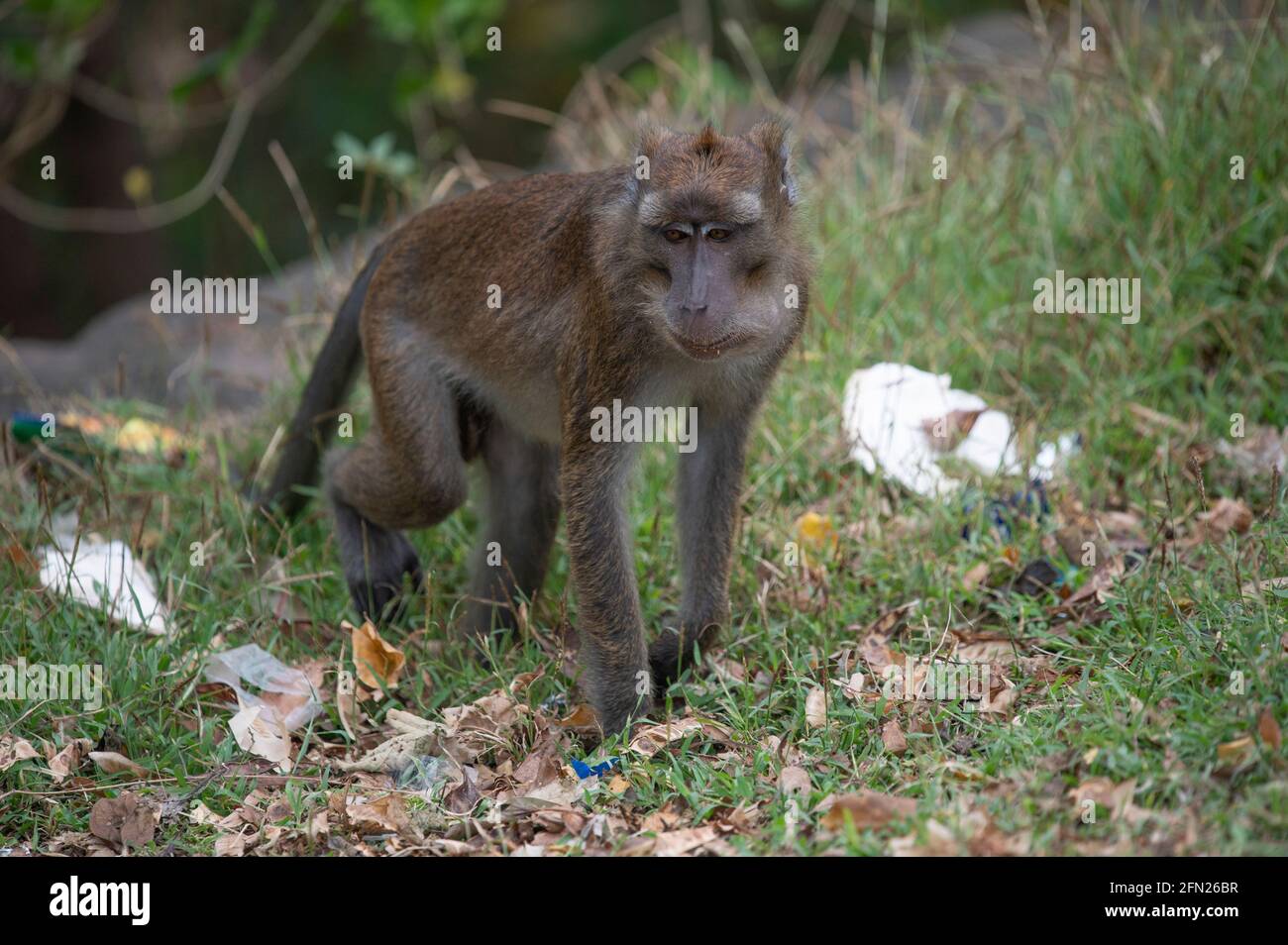 Philippine long-tailed Macaque in Bundok Palay, Luzon, Philippines ...
