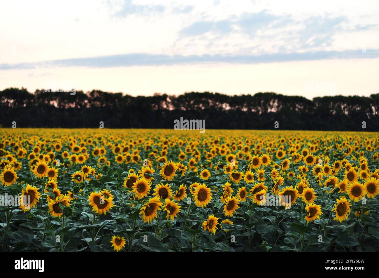 Sunflower flowers in the field. Bright yellow flowers in the summer ...