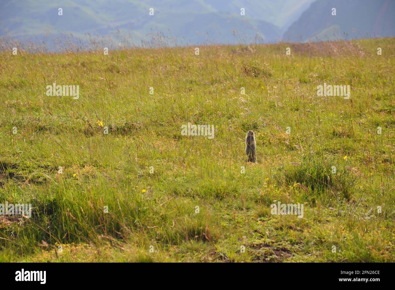 Gopher standing near the burrow on meadow in Elbrus region Stock Photo ...