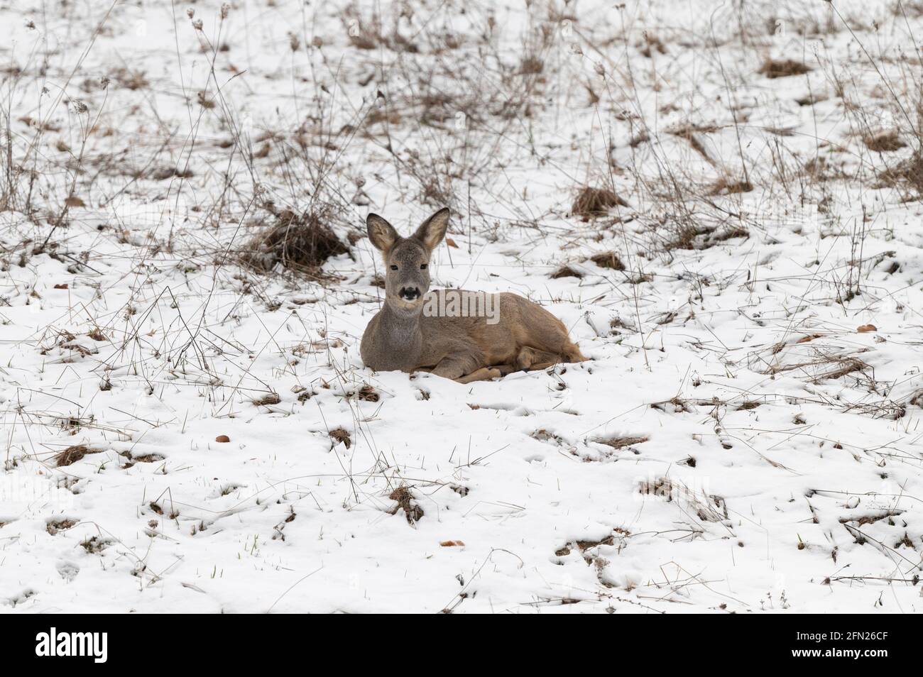 Wild Deer in Romania Stock Photo - Alamy
