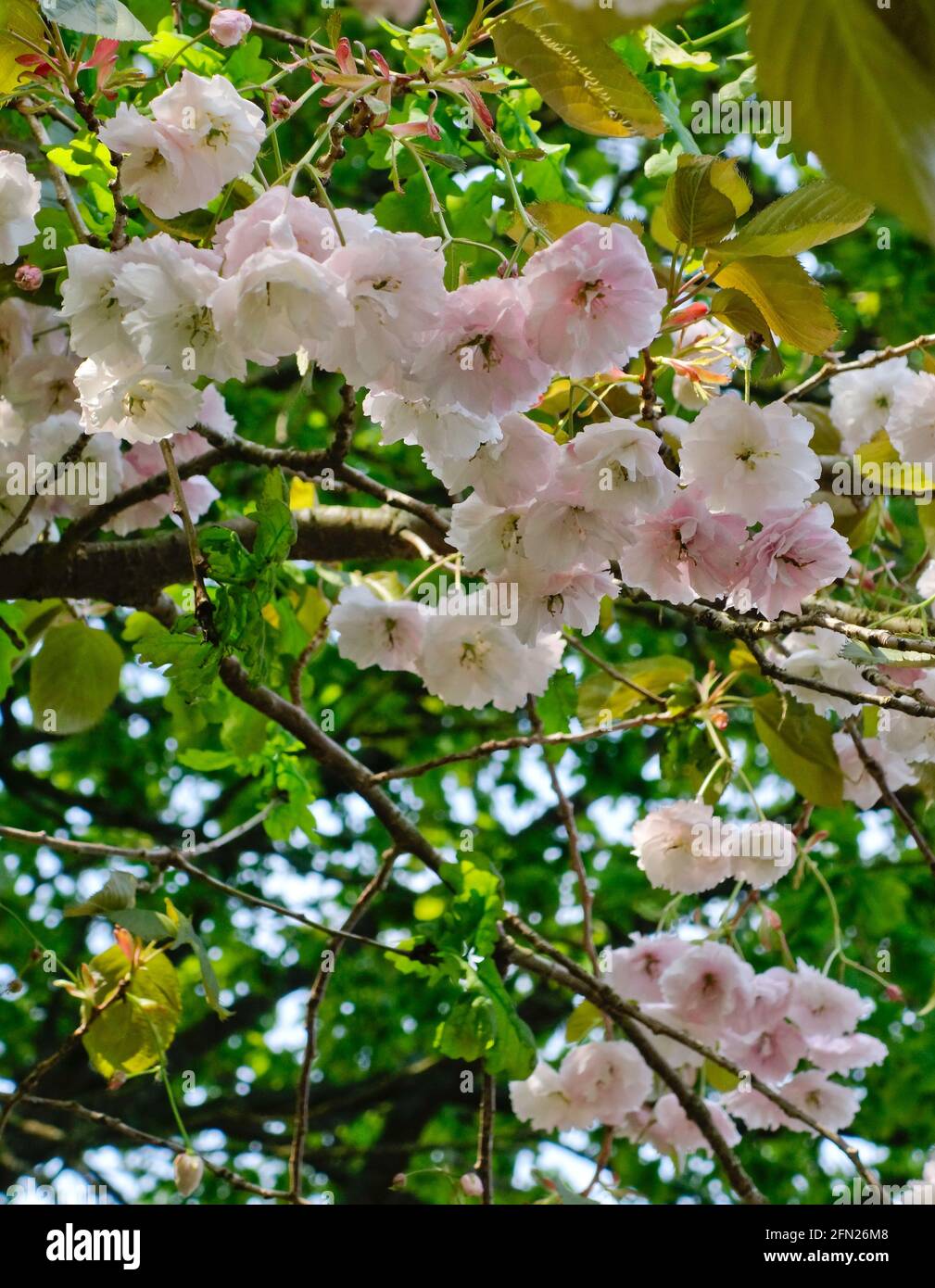 Overhanging flowers hi-res stock photography and images - Alamy