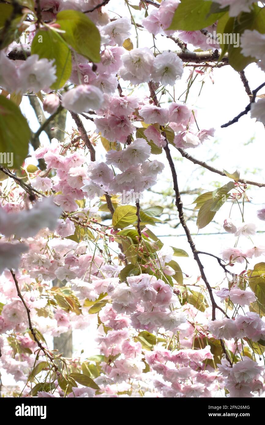 Overhanging flowers hi-res stock photography and images - Alamy