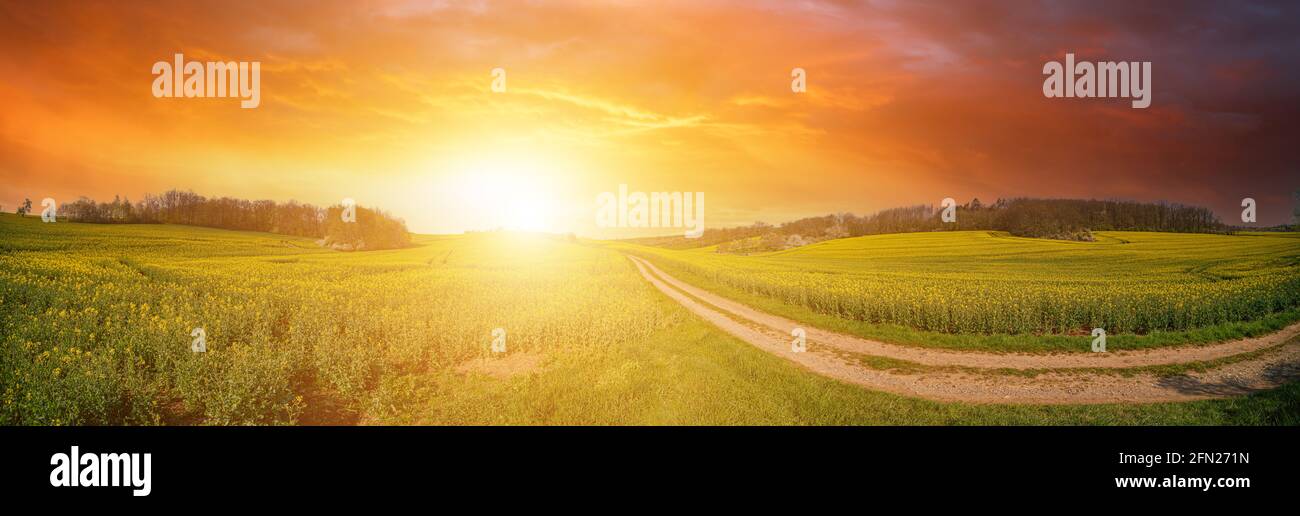 Panorama of green field with dirt road and sunset sky. Summer rural ...