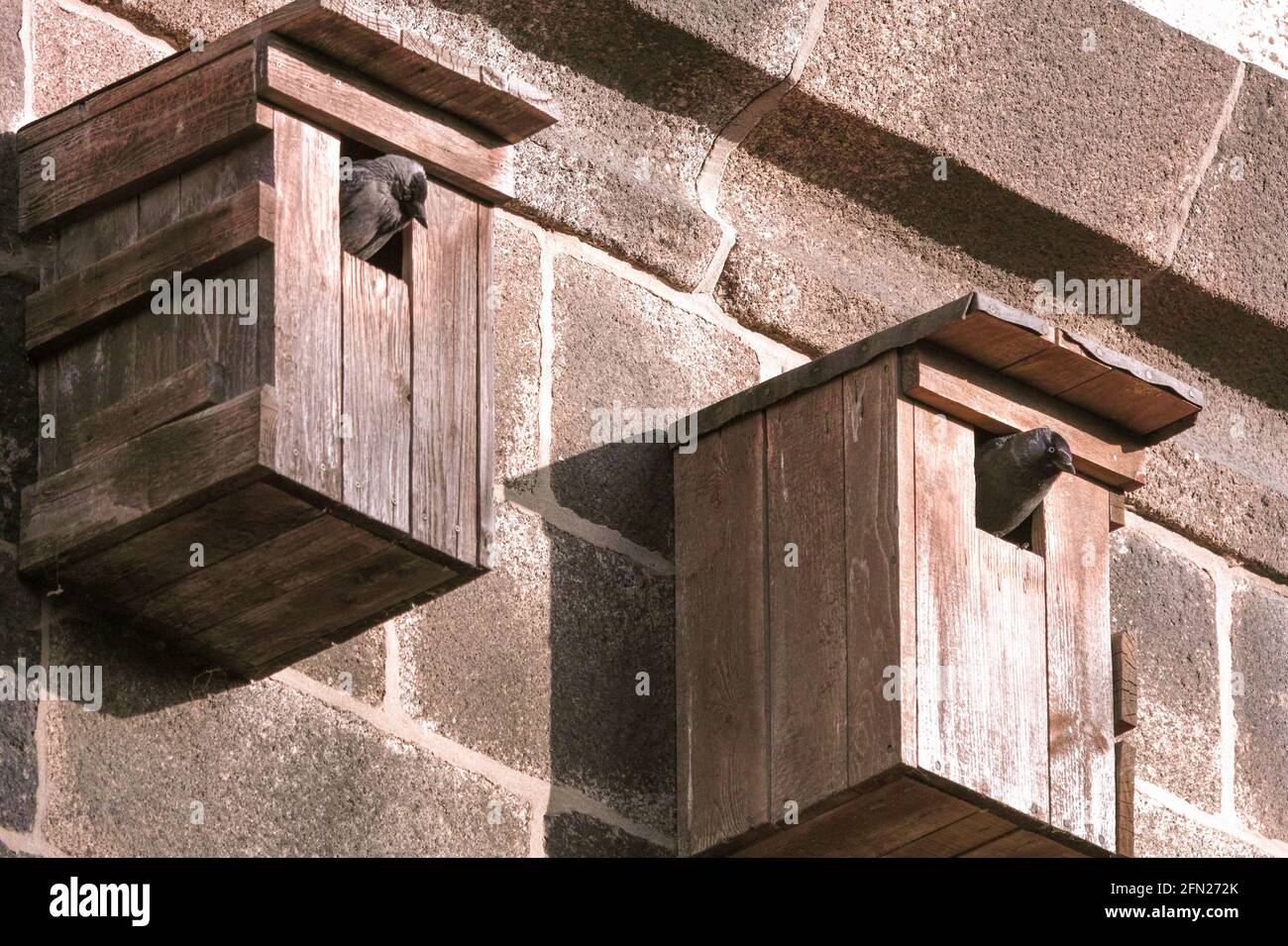 Jackdaw at nest box hi-res stock photography and images - Alamy