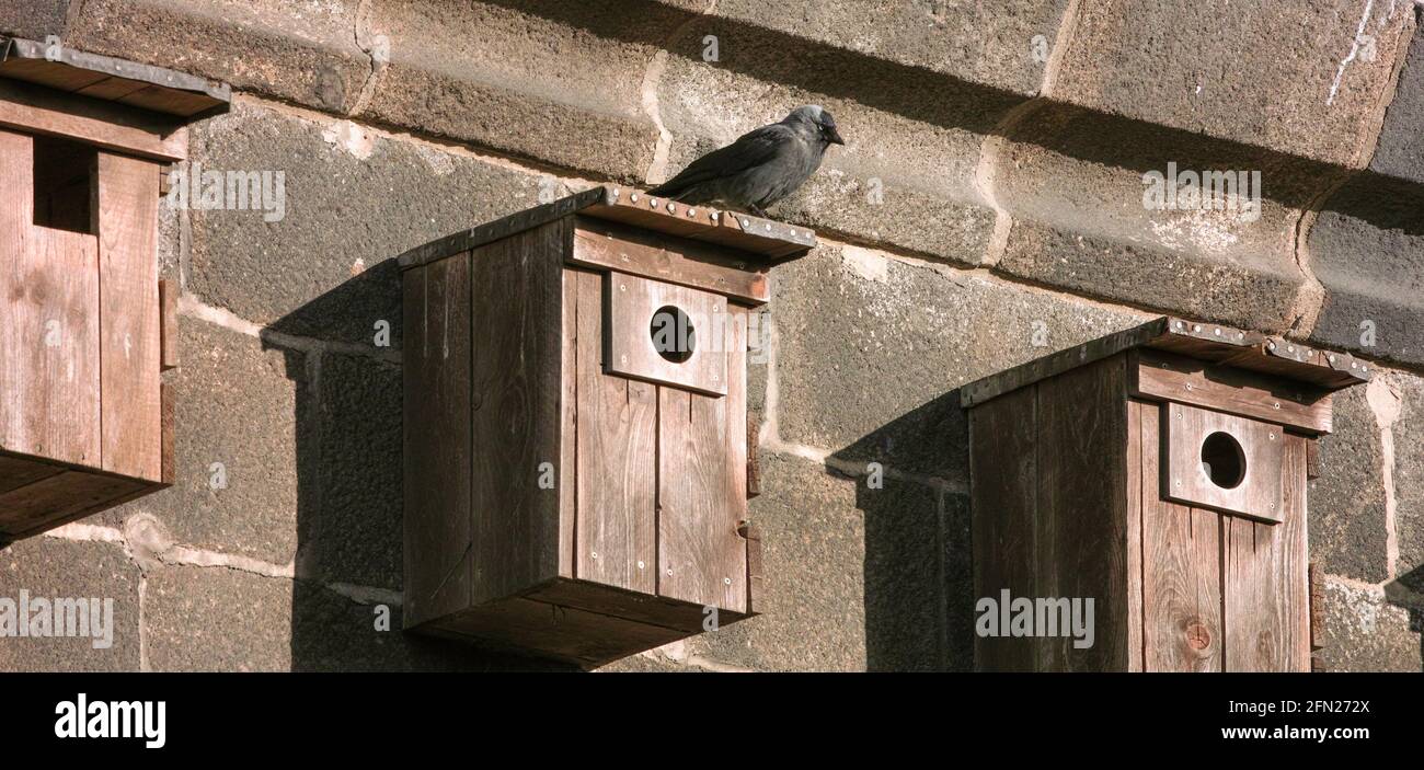 Jackdaw at nest box hi-res stock photography and images - Alamy