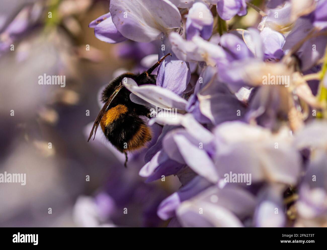 Whisteria sinensis hi-res stock photography and images - Alamy