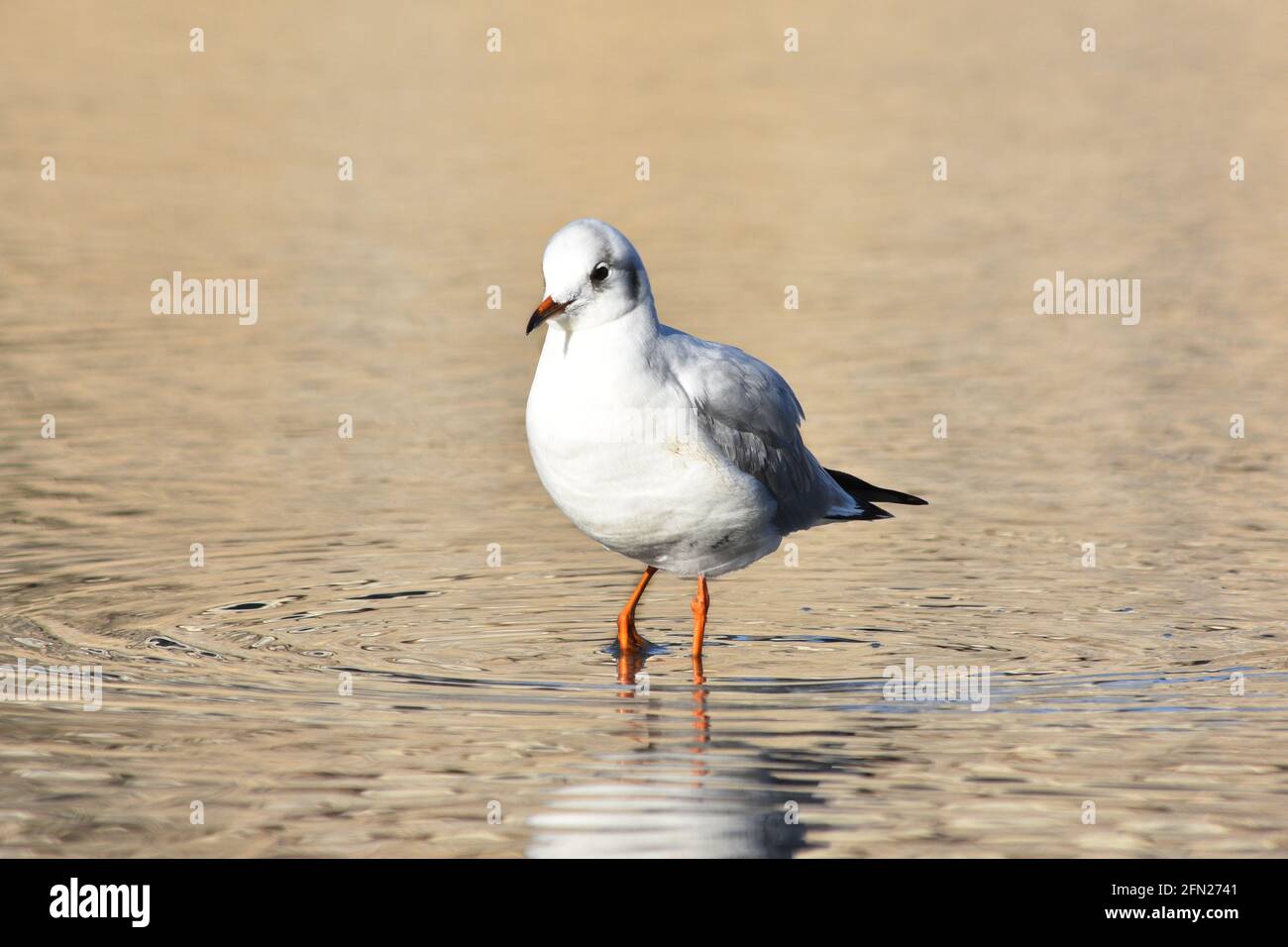 Seagull feet hi-res stock photography and images - Alamy