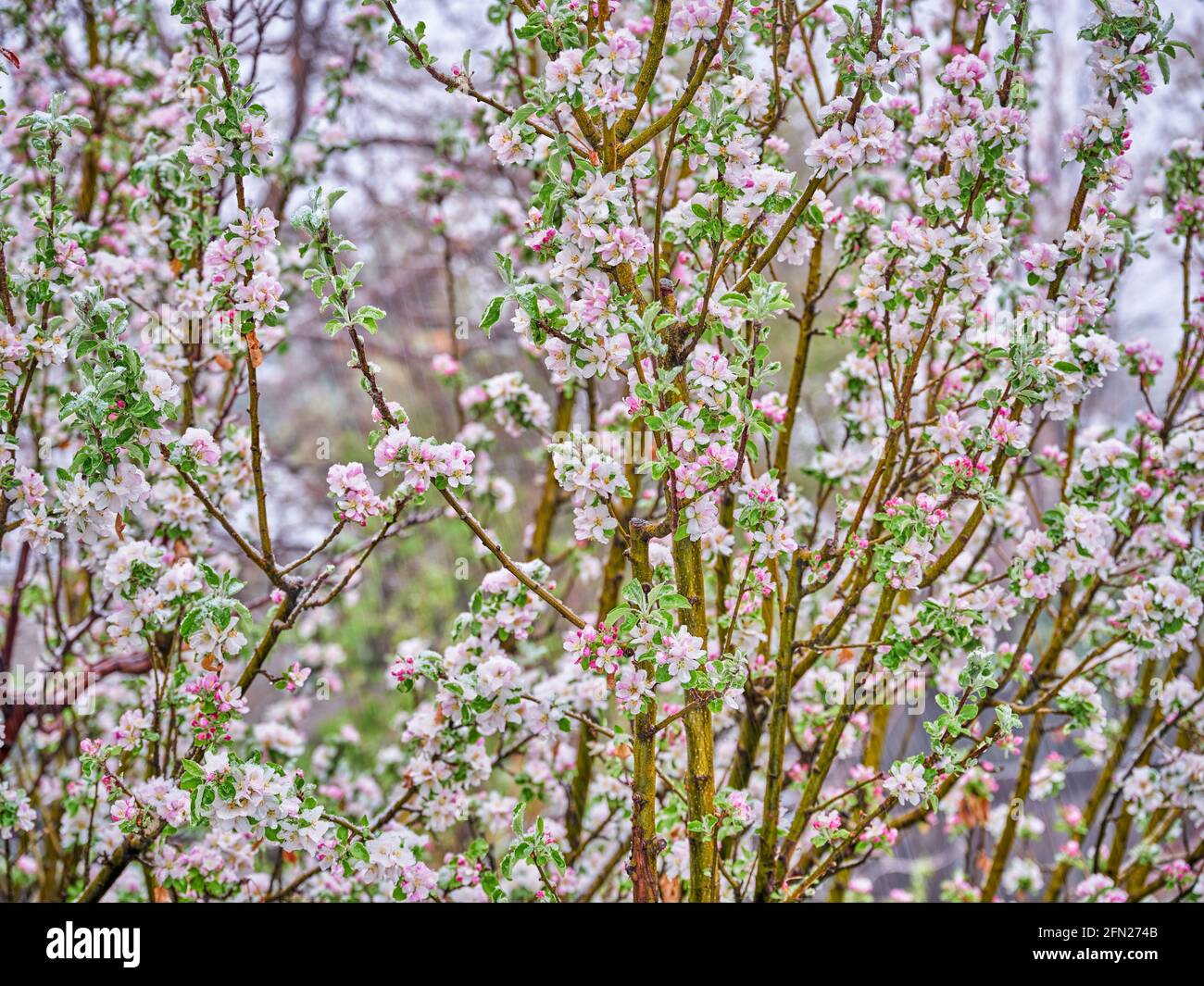 Column apple tree hi-res stock photography and images - Alamy