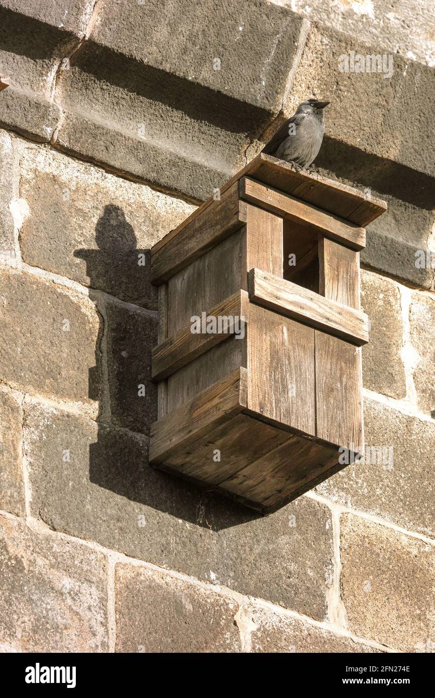 Jackdaw nest box hi-res stock photography and images - Alamy