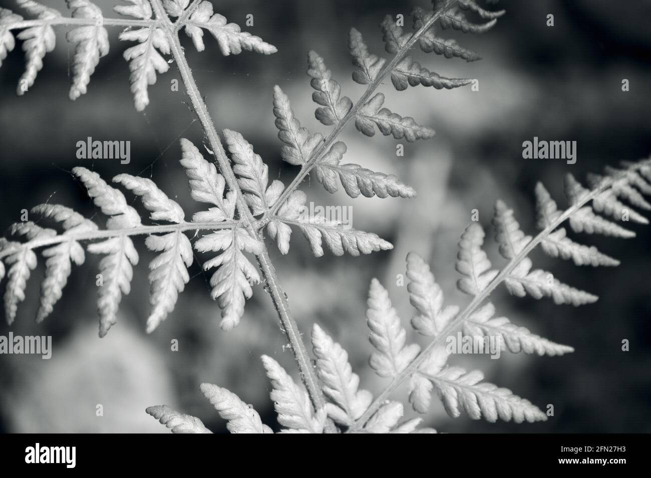 Ferns, wildflowers and blossom growing in the woods. Macro shot Stock ...