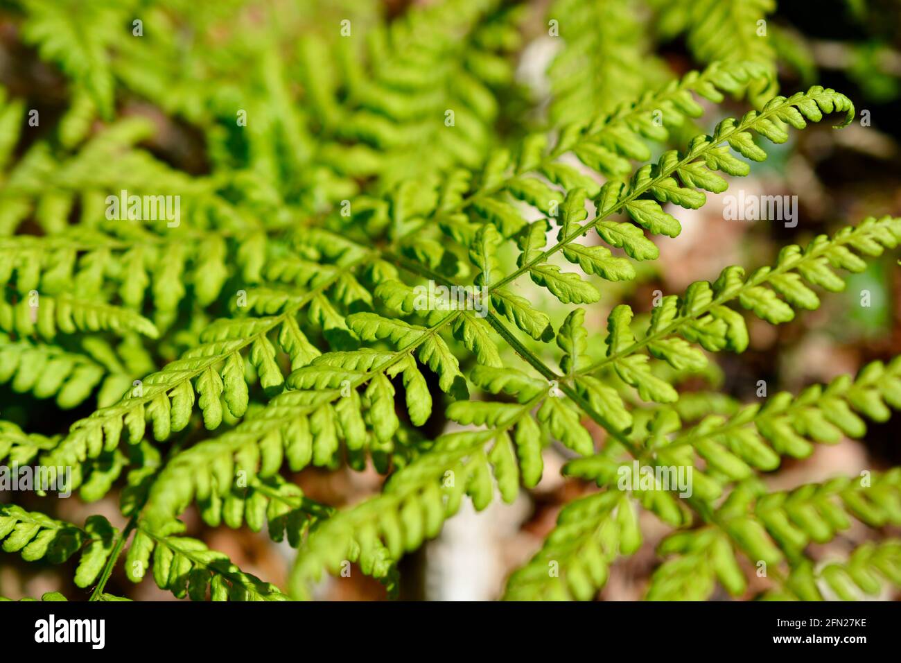 Ferns, wildflowers and blossom growing in the woods. Macro shot Stock ...