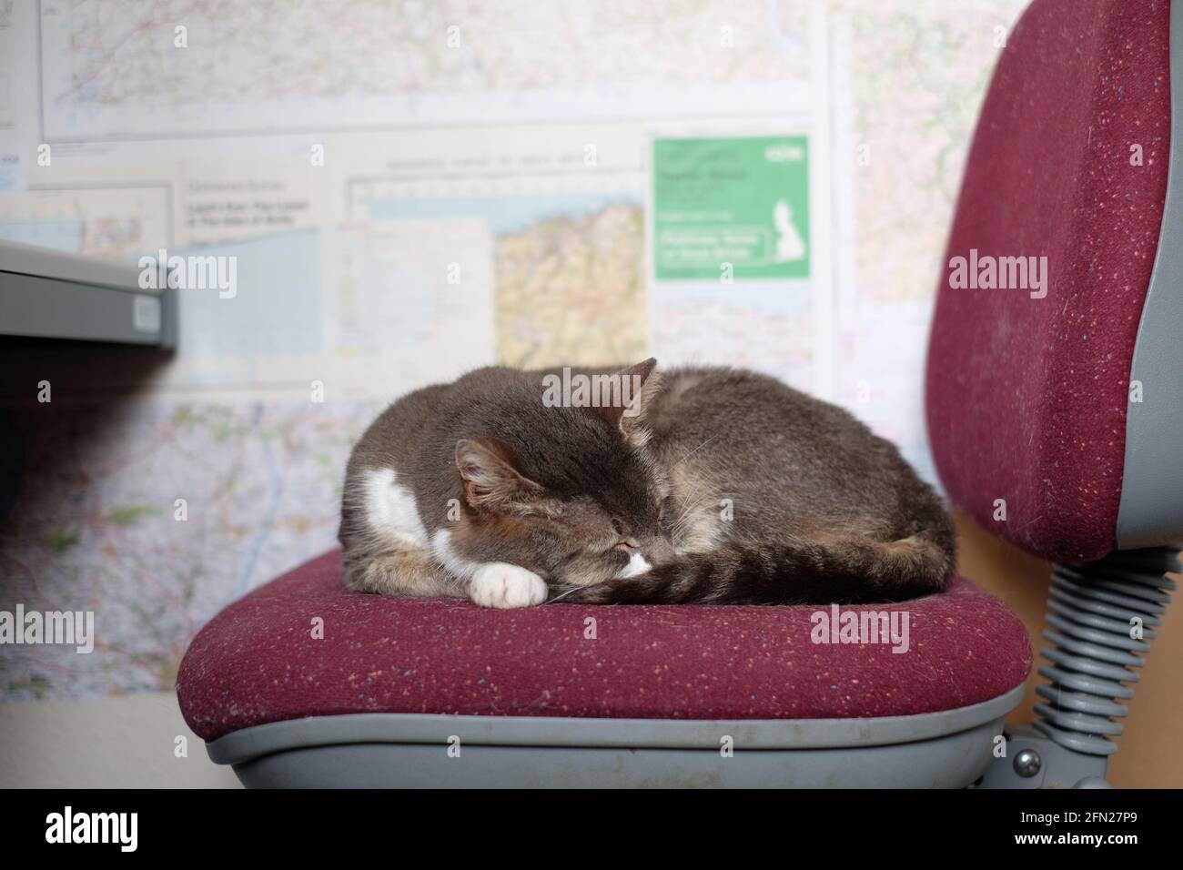 Cat sleeping on home office chair Stock Photo - Alamy