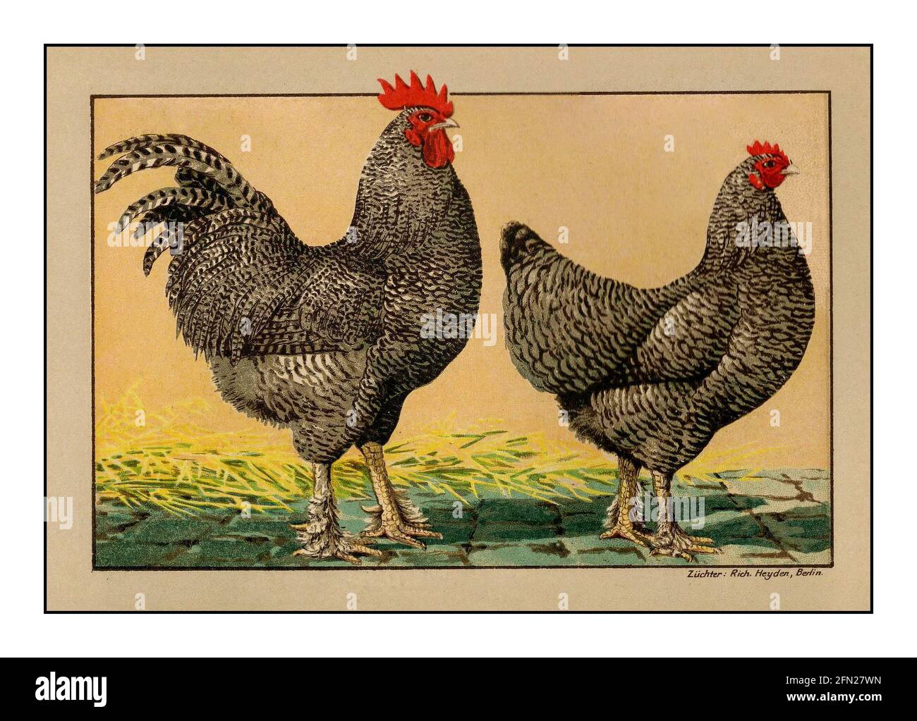 Chromolithograph of chicken breeds by rudolph kramer Cut Out Stock ...
