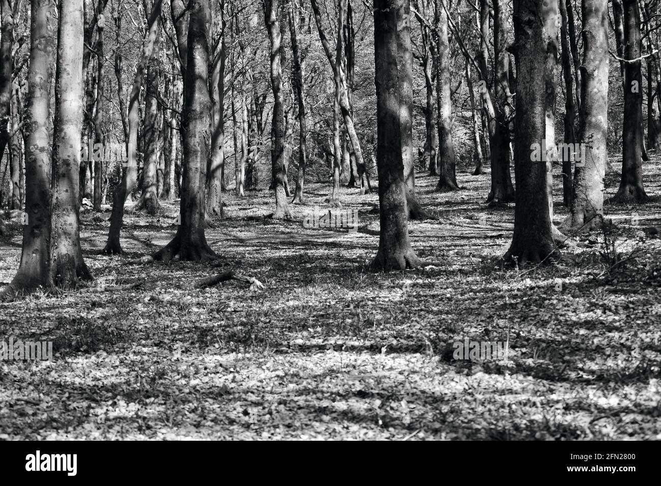 A walk in the woods with light breaking through the canopy creating ...