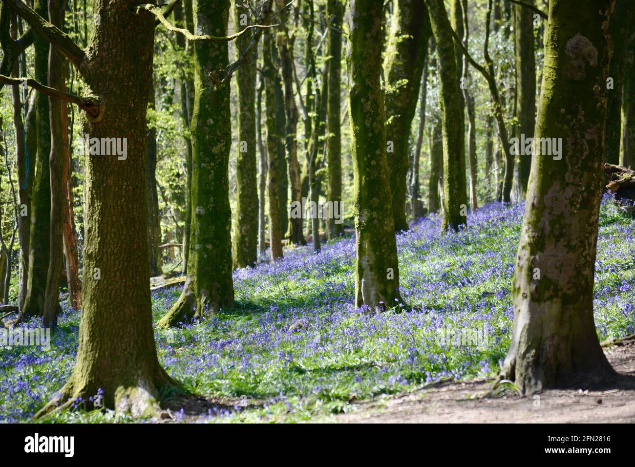 Bluebell woods, the perfect place walk in springtime with a carpet of ...
