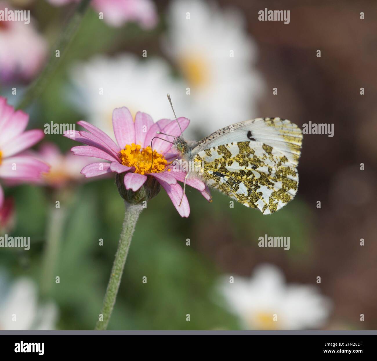 Dappled history hi-res stock photography and images - Alamy