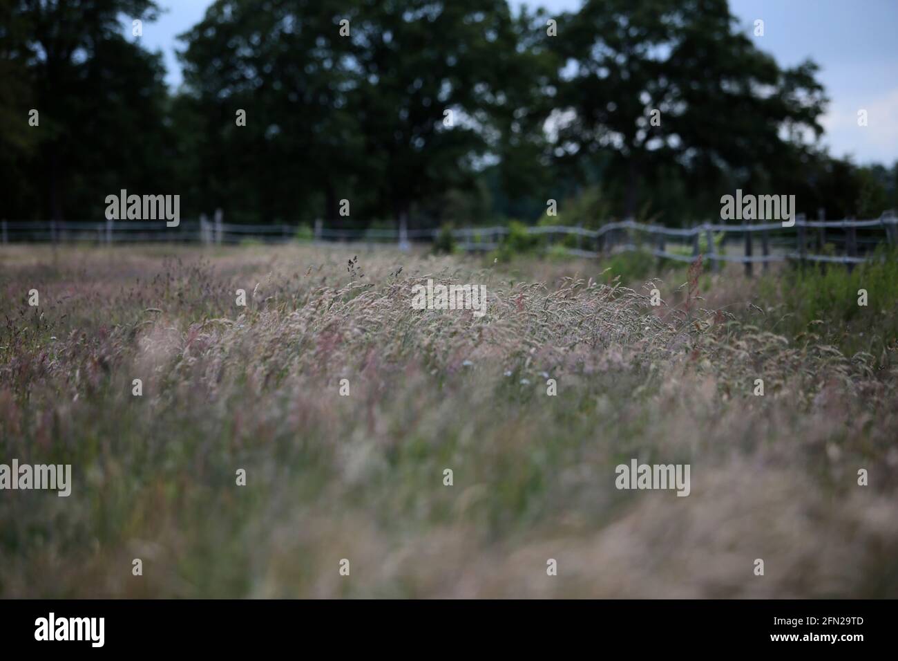 green fenced pastures on a horse farm Stock Photo - Alamy