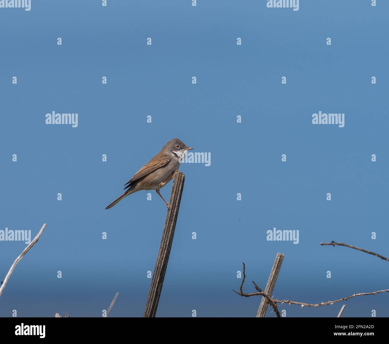 Common whitethroat with insects hi-res stock photography and images - Alamy