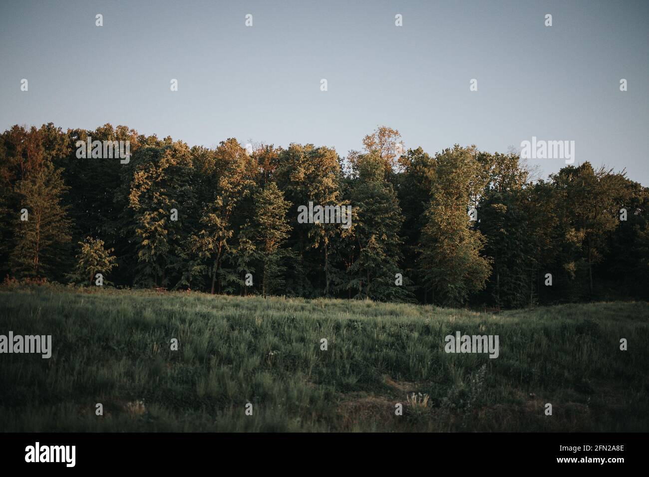 Beautiful shot meadow trees hi-res stock photography and images - Alamy