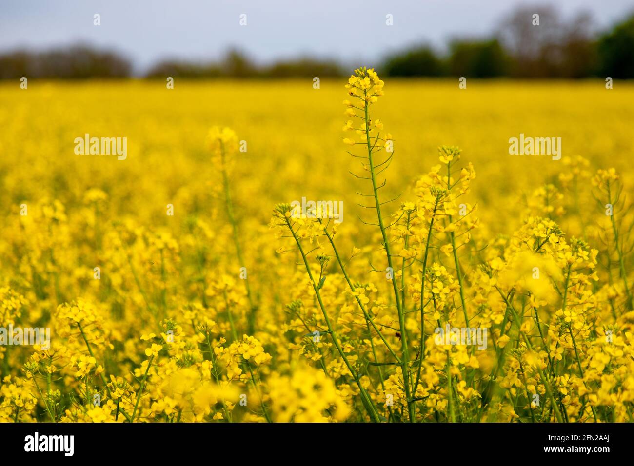 Field of bright-yellow flowering Rapeseed, which is a member of the ...