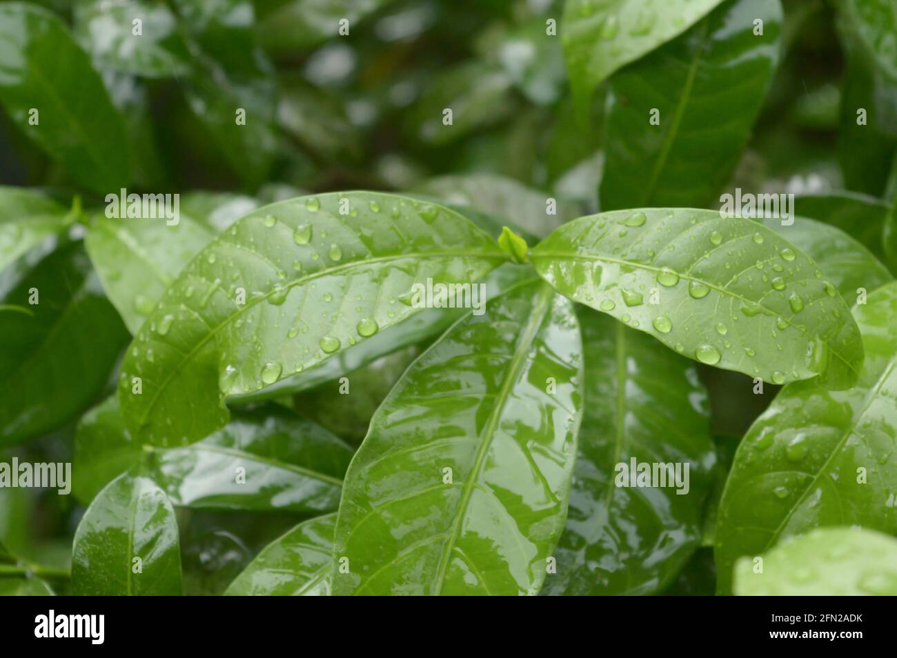 Falling Summer Monsoon Rain on Green Tree Plant leaf. Raindrop on ...