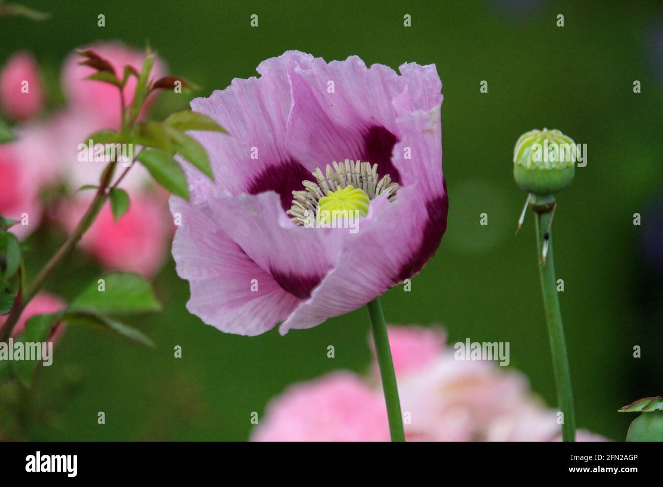 Velvet poppy hi-res stock photography and images - Alamy